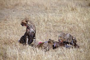 Stalking predators & prey in the Masai Mara – The World In A Weekend